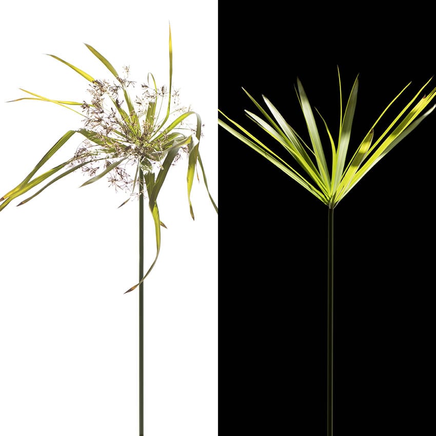 Cypriol, an olfactory ingredient used by the Society of Scent
